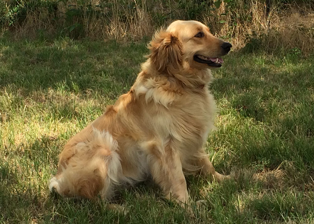 Gober Goldens - Our Golden Retrievers