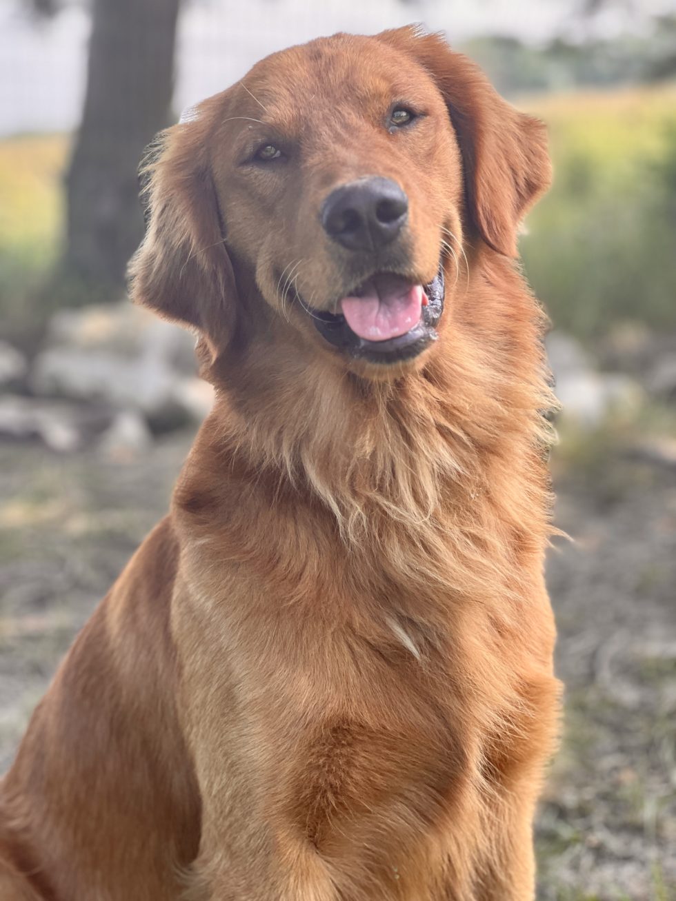 Our Goldens | Gober Goldens